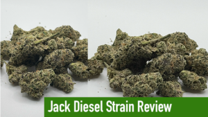 Unleashing the Power of Jack Diesel Strain: A Comprehensive Strain Review