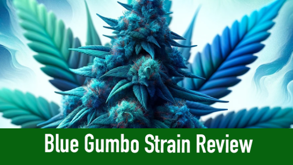 Blue Gumbo Strain Reivew from Select Co-Op