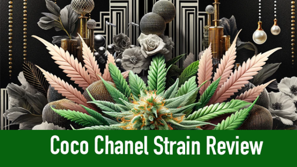 Coco Chanel Strain Review from Select Co-Op