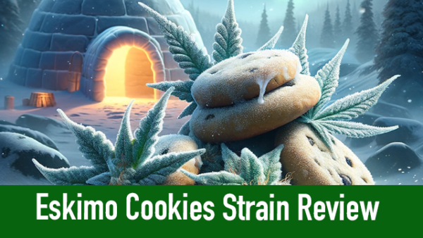 Eskimo Cookies Strain Reivew from Select Co-Op