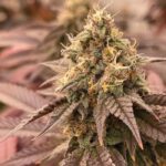 The world of Runtz strains explained from Select Co-Op