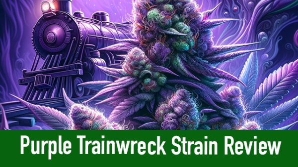 Purple Trainwreck Strain Reivew from Select Co-Op